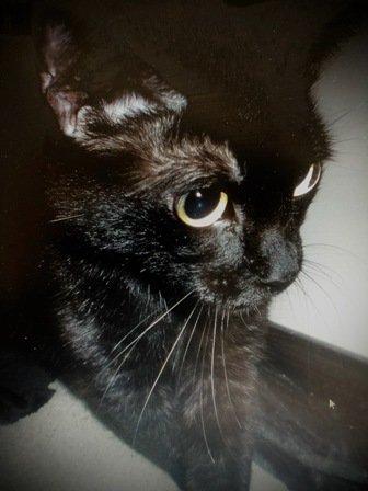 Adoptable Cats & Kittens in Tucson, AZ | Chewy.com
