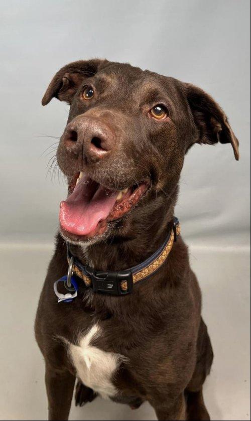 Adoptable Dogs & Puppies in Cheyenne, WY | Chewy.com