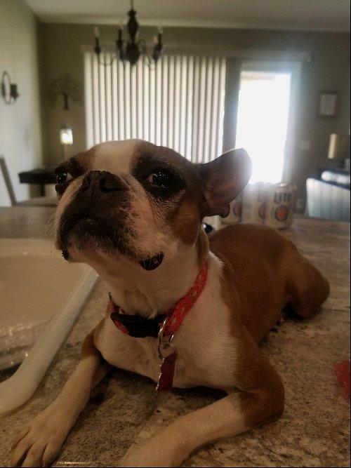 Adoptable Boston Terrier Dogs | Chewy.com