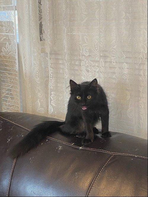 Adoptable Burmese Cats | Chewy.com