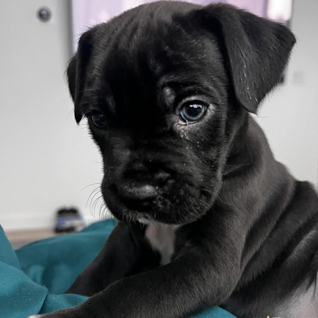 Adopt Dogs & Puppies | Chewy.com