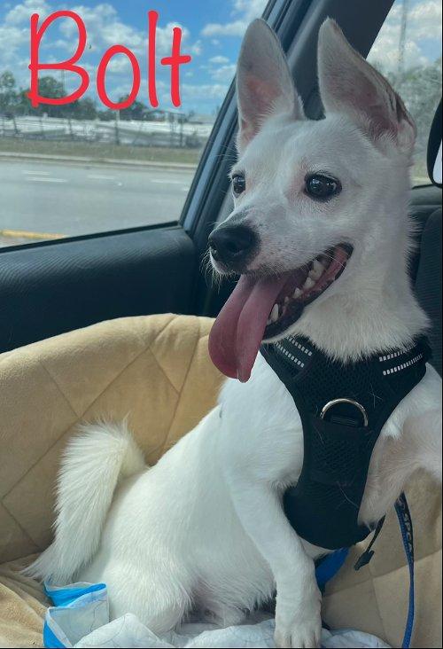 Adoptable Jack Russell Terrier Dogs | Chewy.com