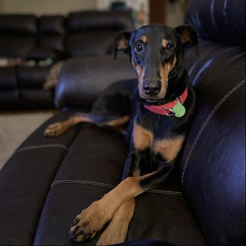 Adoptable Dogs & Puppies in Fargo, ND | Chewy.com