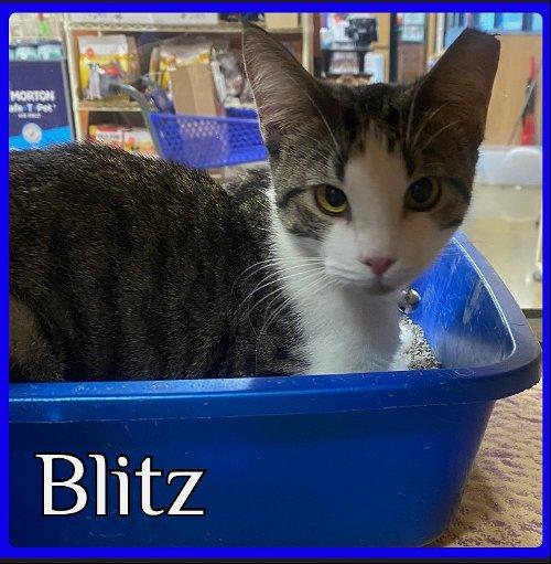 Adoptable Cats & Kittens in Edmond, OK | Chewy.com