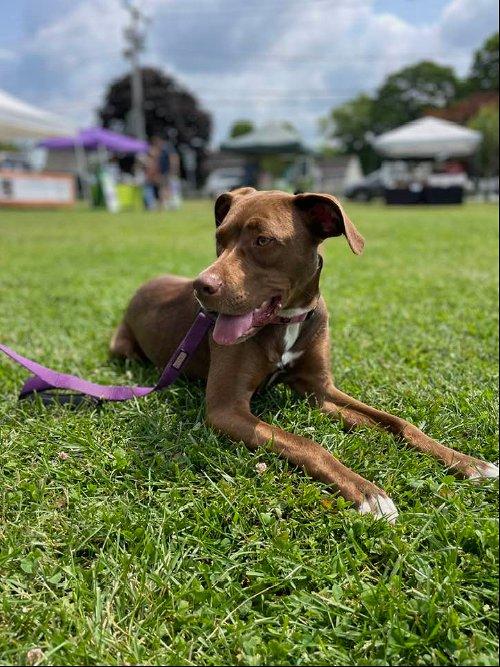 Adoptable Labrador Retriever Dogs | Chewy.com