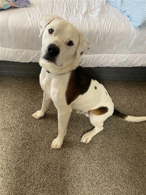 Adoptable Dogs & Puppies in Albuquerque, NM | Chewy.com