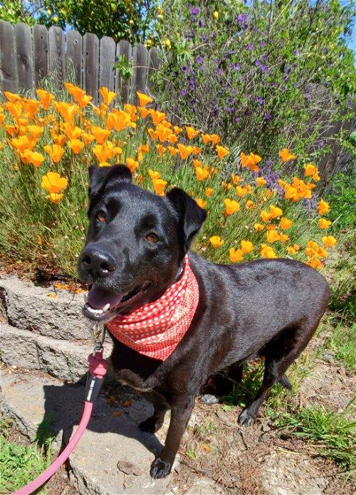 Adoptable Dogs & Puppies in Fresno, CA | Chewy.com