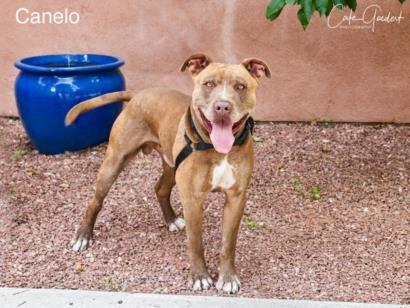 Adoptable Dogs & Puppies in Albuquerque, NM | Chewy.com