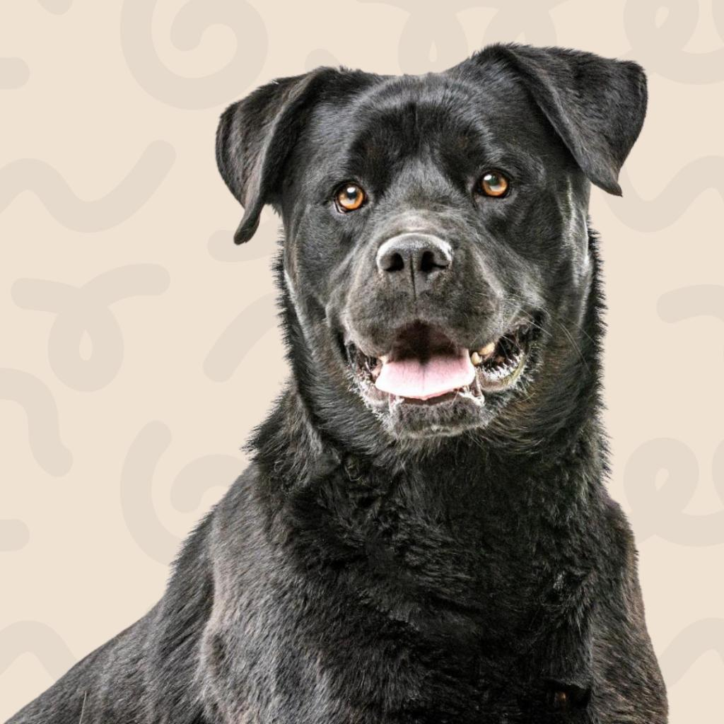 Adopt Dogs & Puppies | Chewy.com