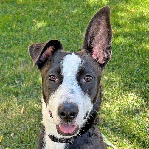 Adoptable Border Collie Dogs | Chewy.com