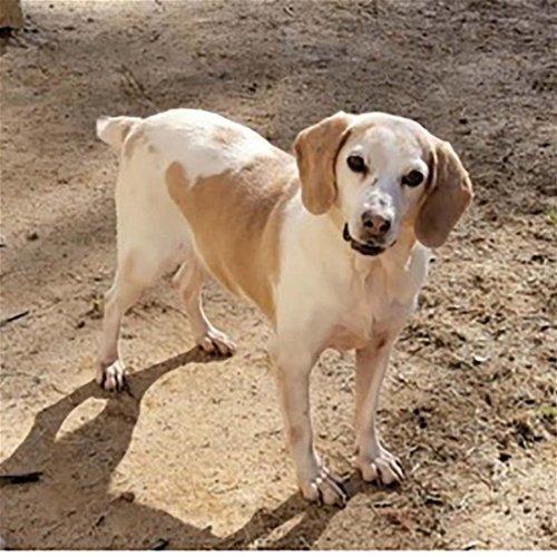 Adoptable Dogs & Puppies in Fredericksburg, VA | Chewy.com