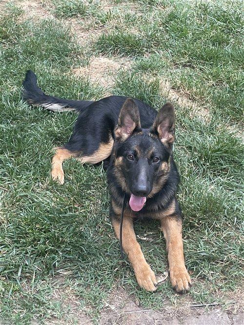 Adoptable German Shepherd Dogs | Chewy.com