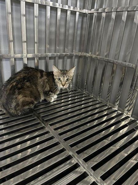 Adoptable Cats & Kittens in Syracuse, NY | Chewy.com
