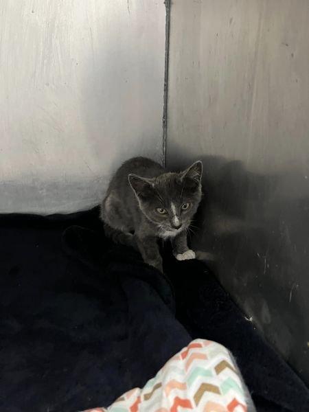 Adoptable Cats & Kittens in Syracuse, NY | Chewy.com