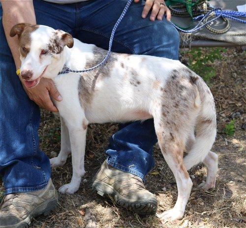 Australian Shepherd Blue Pitbull Mix