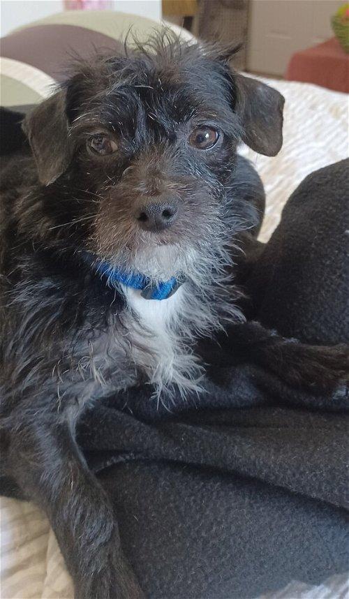 Adoptable Dogs & Puppies in Albuquerque, NM | Chewy.com