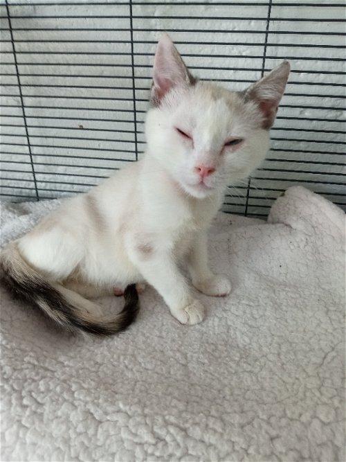Adoptable Colorpoint Shorthair Cats | Chewy.com