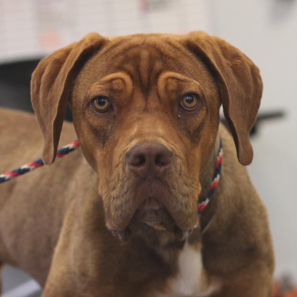 Adoptable Great Dane Dogs | Chewy.com