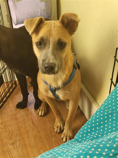 Adoptable Dogs & Puppies in Spokane, WA | Chewy.com