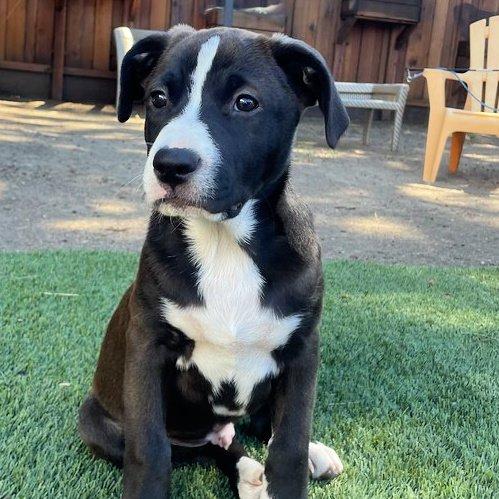 Adoptable Border Collie Dogs | Chewy.com