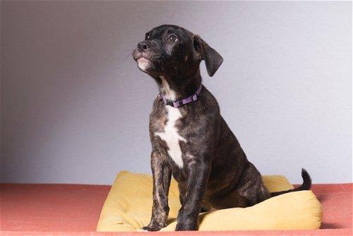 Adoptable Border Collie Dogs | Chewy.com