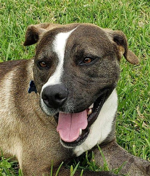 Adoptable Dogs & Puppies in Houston, TX | Chewy.com