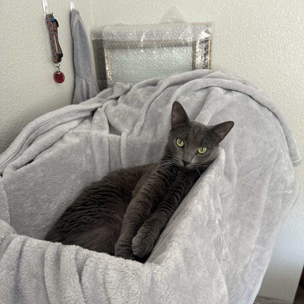 Adoptable Cats & Kittens in Phoenix, AZ | Chewy.com