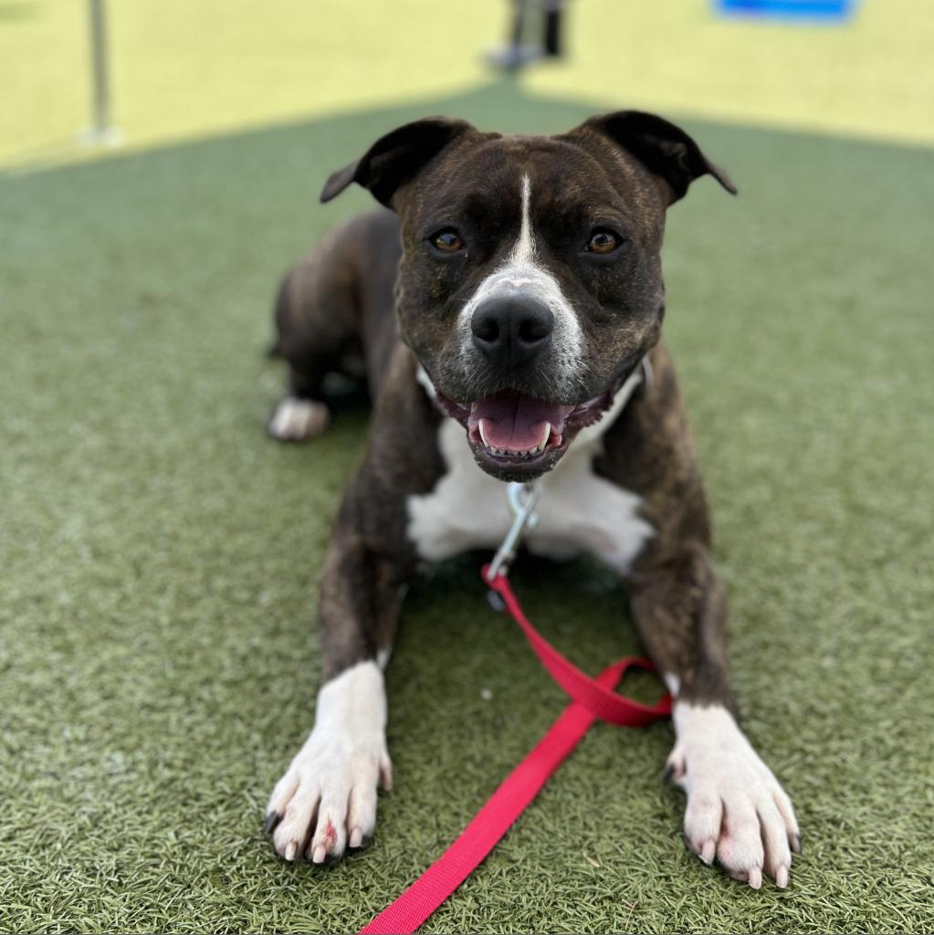 Adopt Dogs & Puppies | Chewy.com