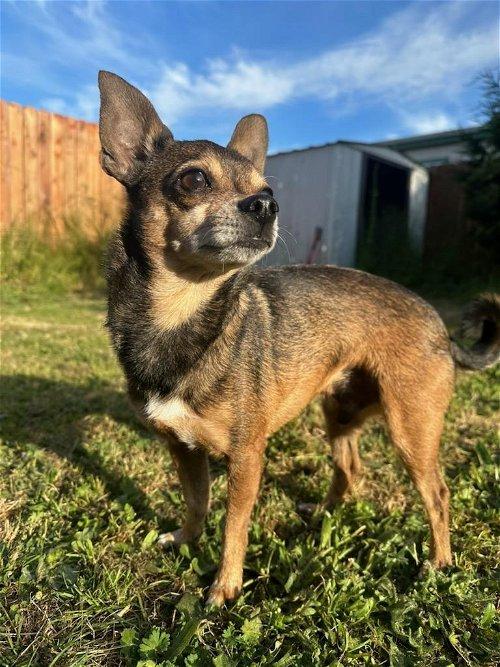 Adoptable Dogs & Puppies in Eugene, OR | Chewy.com