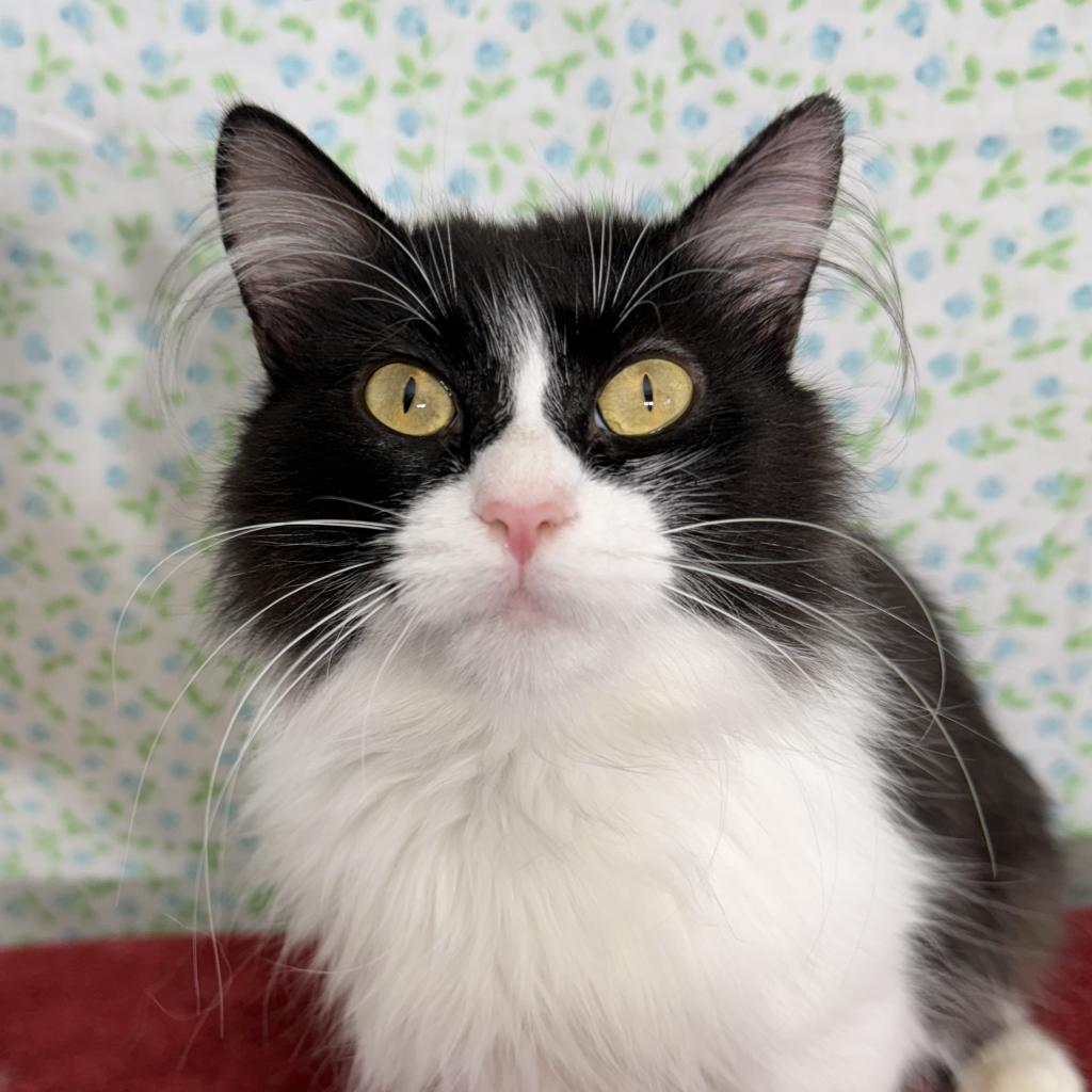 Adoptable Norwegian Forest Cats | Chewy.com