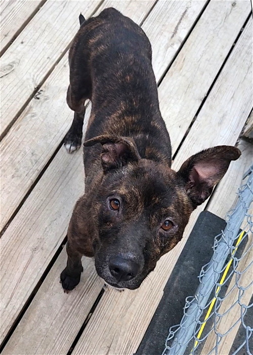 Adoptable Dogs & Puppies in Chesapeake, VA | Chewy.com