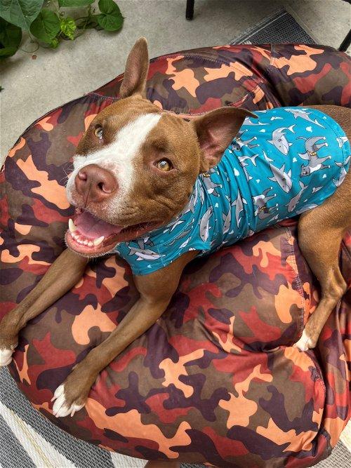 Adoptable Dogs & Puppies in Minnetonka, MN | Chewy.com