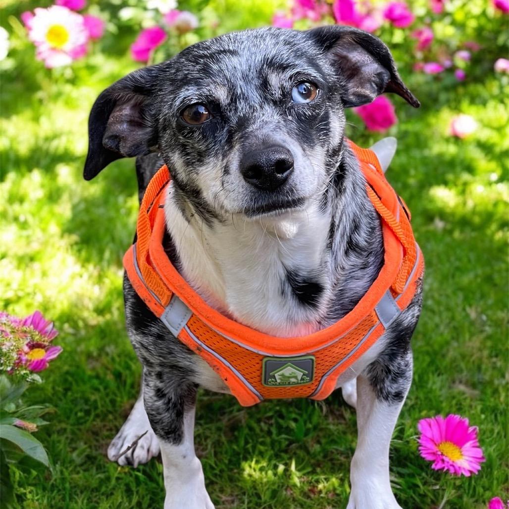 Adoptable Chihuahua Dogs | Chewy.com