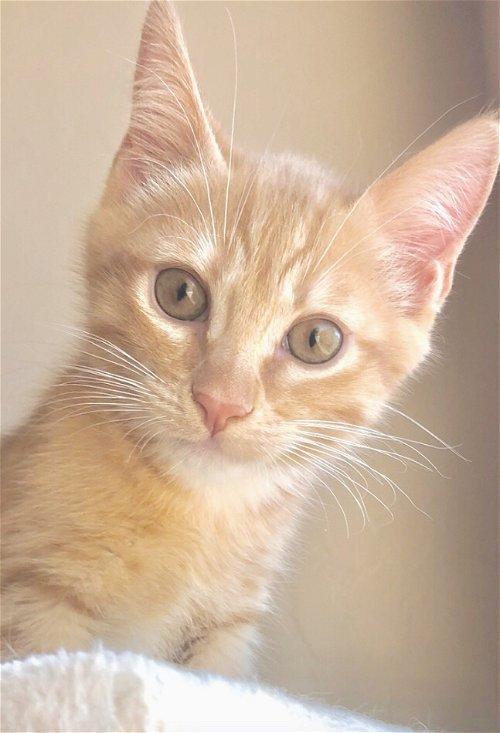 Adoptable Cats & Kittens in Tucson, AZ | Chewy.com