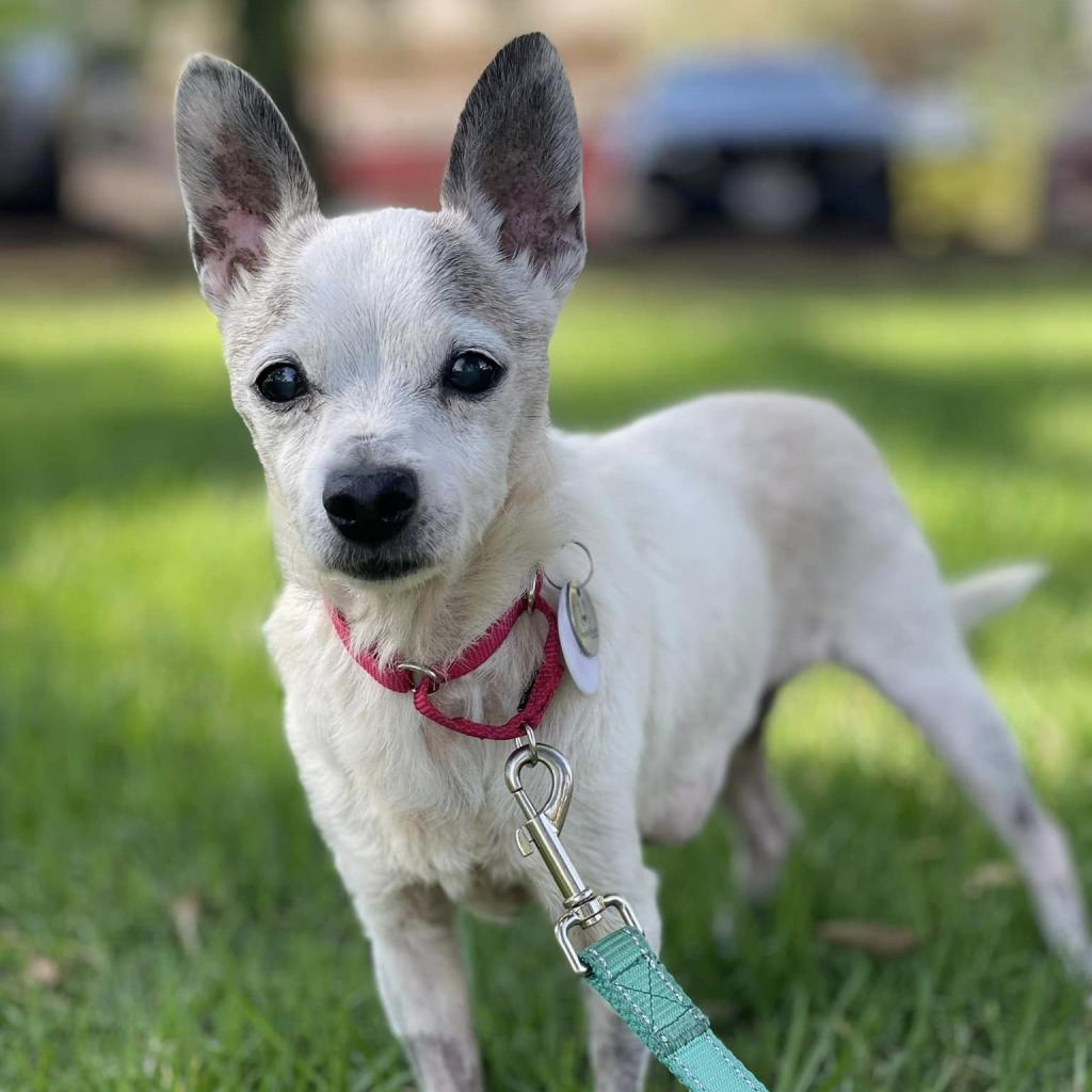 Adoptable Chihuahua Dogs | Chewy.com