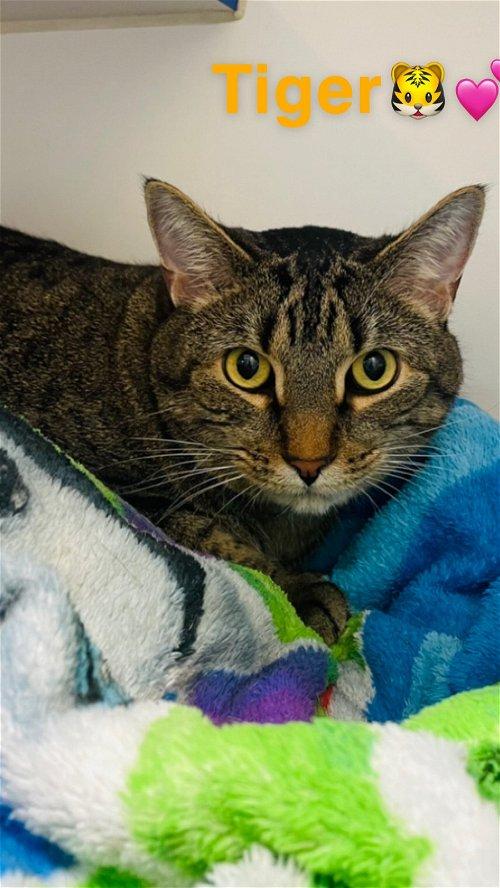 Adoptable Cats & Kittens in Nashua, NH | Chewy.com