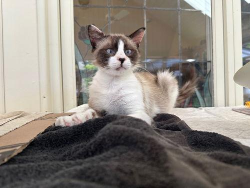Adoptable Snowshoe Cats | Chewy.com