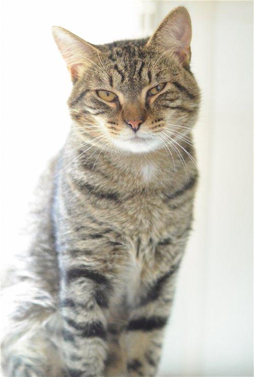 Adoptable Cats & Kittens in Chesapeake, VA | Chewy.com