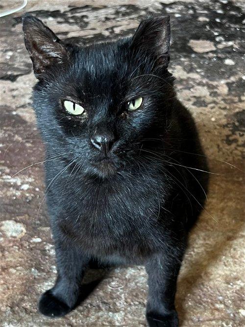 Adoptable Cats & Kittens in Macon, GA | Chewy.com