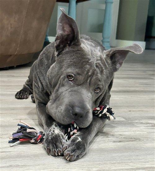 Adoptable Shar Pei Dogs | Chewy.com