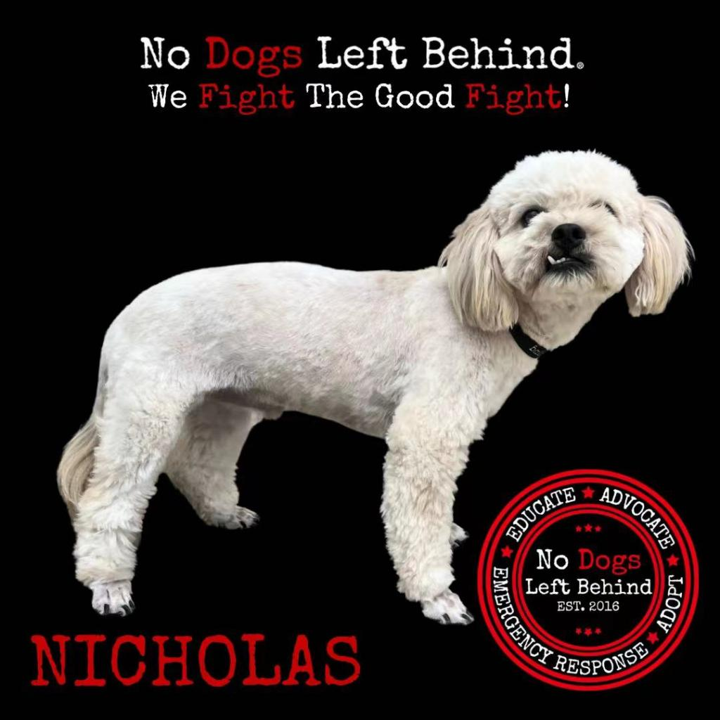 Adoptable Dogs & Puppies in Staten Island, NY | Chewy.com