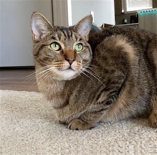 Adoptable Cats & Kittens in Santa Cruz, CA | Chewy.com
