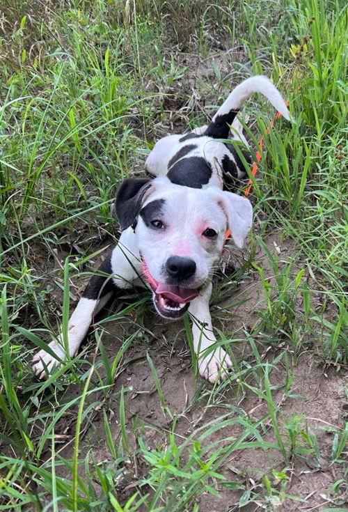 Adoptable Dogs & Puppies in Portland, ME | Chewy.com