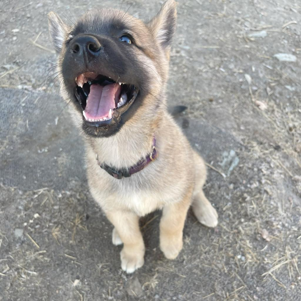 Adoptable Dogs & Puppies in Reno, NV | Chewy.com