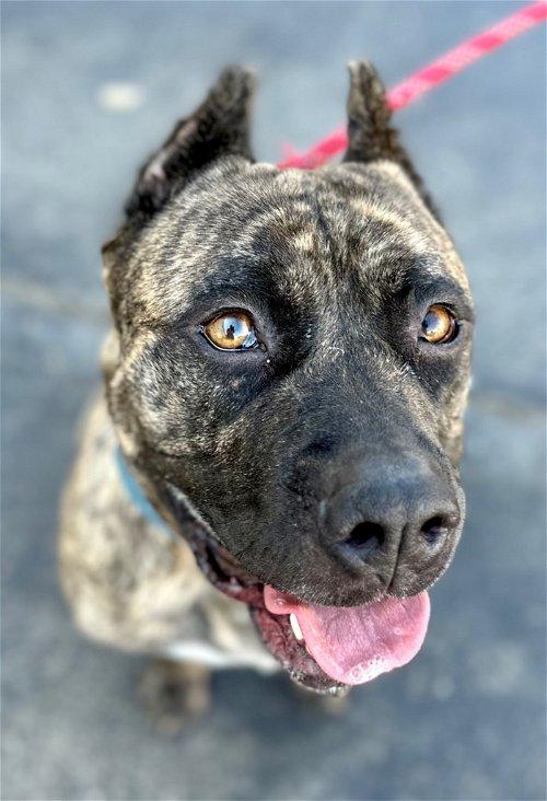 Adoptable Neapolitan Mastiff Dogs | Chewy.com