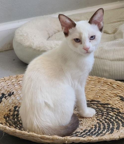 Adoptable Snowshoe Cats | Chewy.com