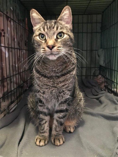 Adoptable Cats & Kittens in Syracuse, NY | Chewy.com