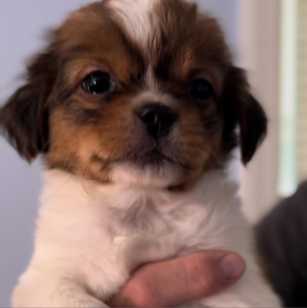 Adoptable Pekingese Dogs | Chewy.com