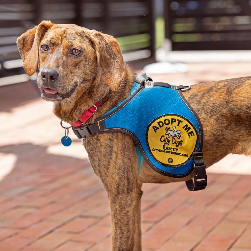 Adoptable Feist Dogs | Chewy.com