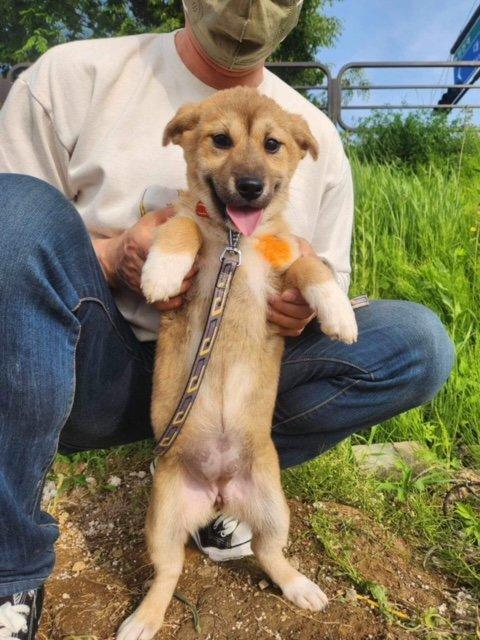 Adoptable Jindo Dogs | Chewy.com